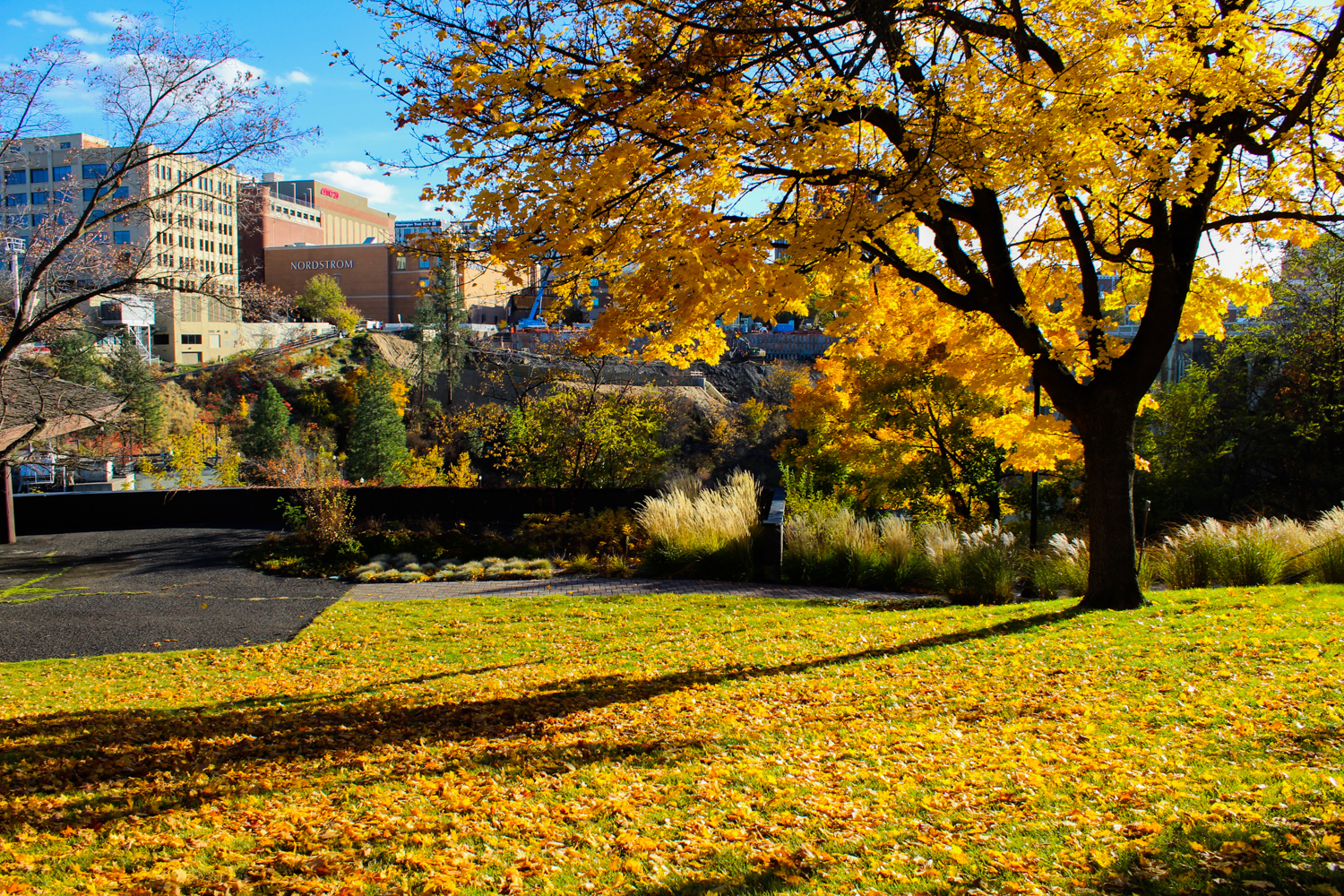 07 spokane washington yellow tree – Angela Calonder